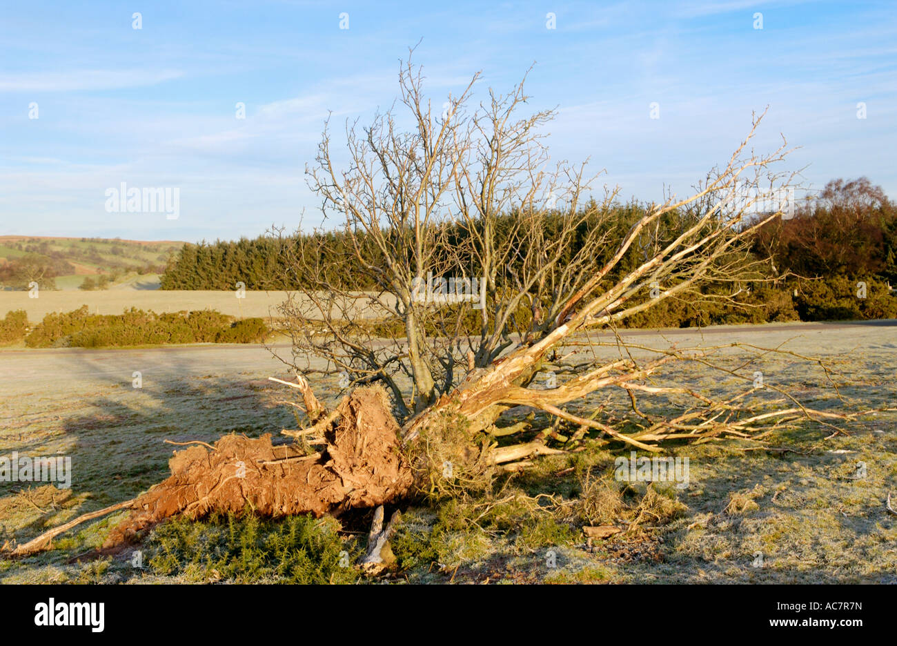 Been blown over hi-res stock photography and images - Alamy