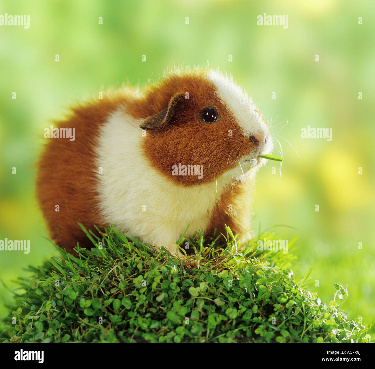 Rex guinea pig on plant Stock Photo - Alamy