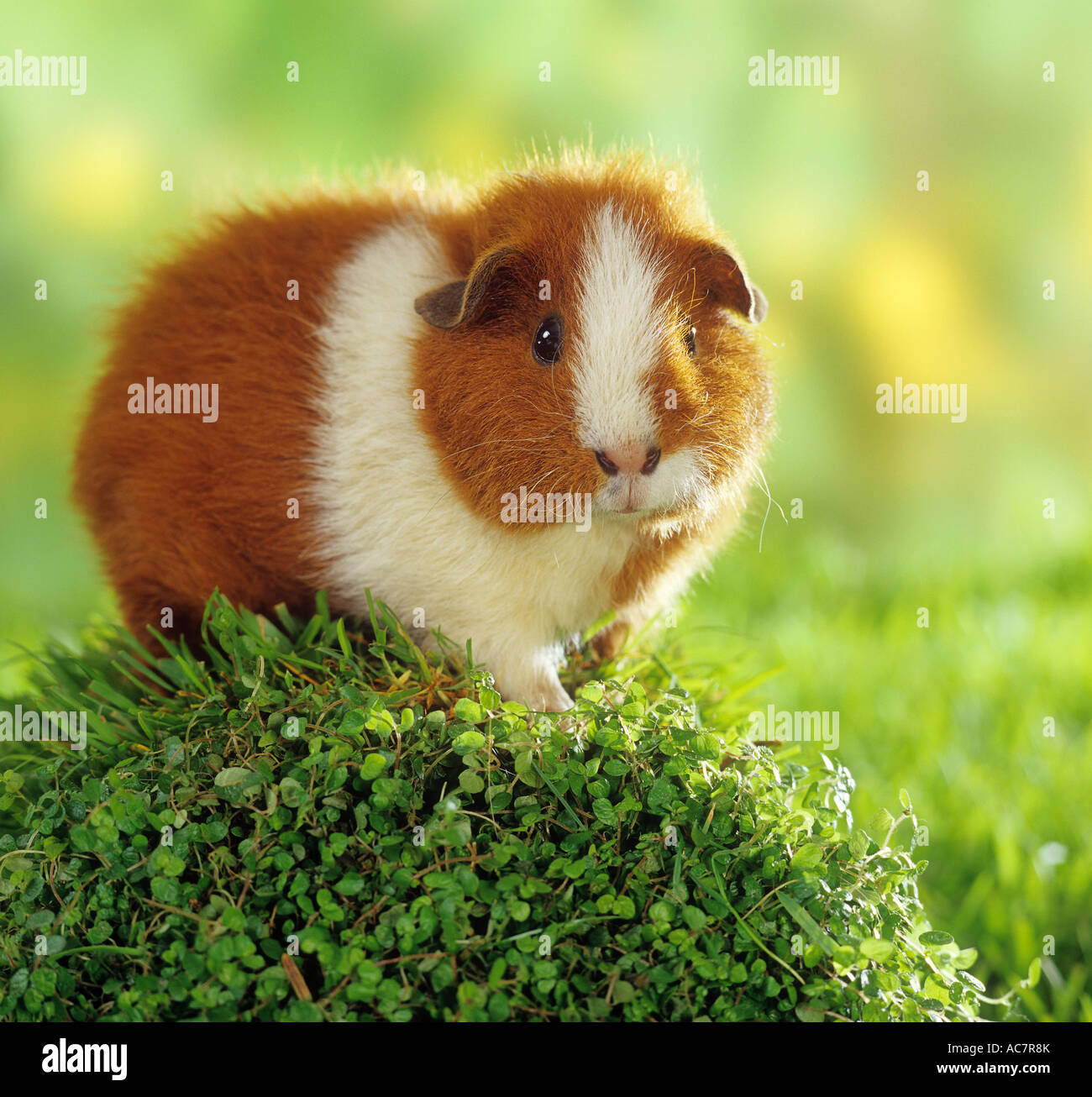 Rex guinea pig on plant Stock Photo - Alamy