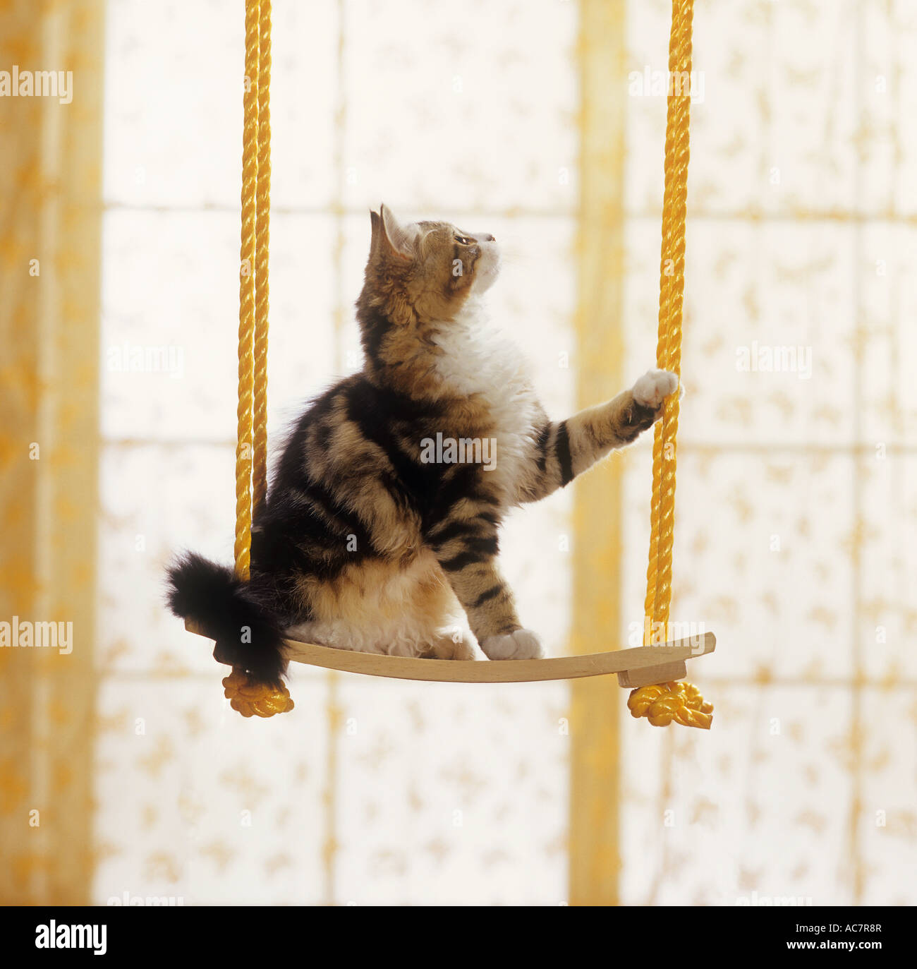 kitten on swing Stock Photo - Alamy