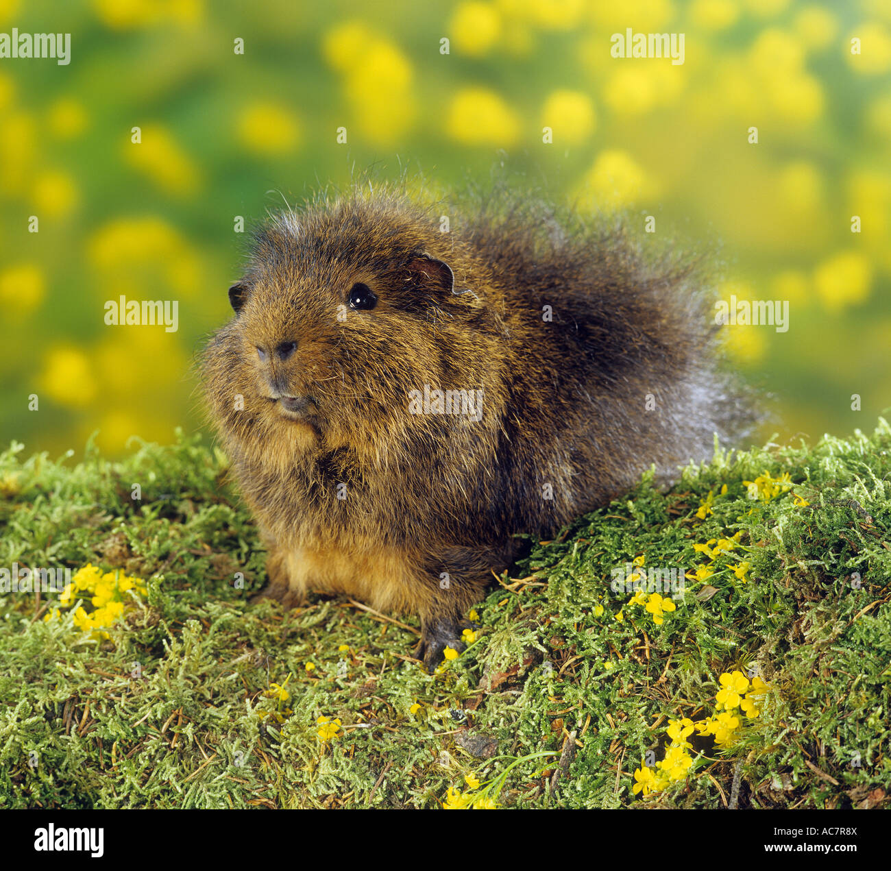 guinea pig (goldagouti) on moss Stock Photo - Alamy