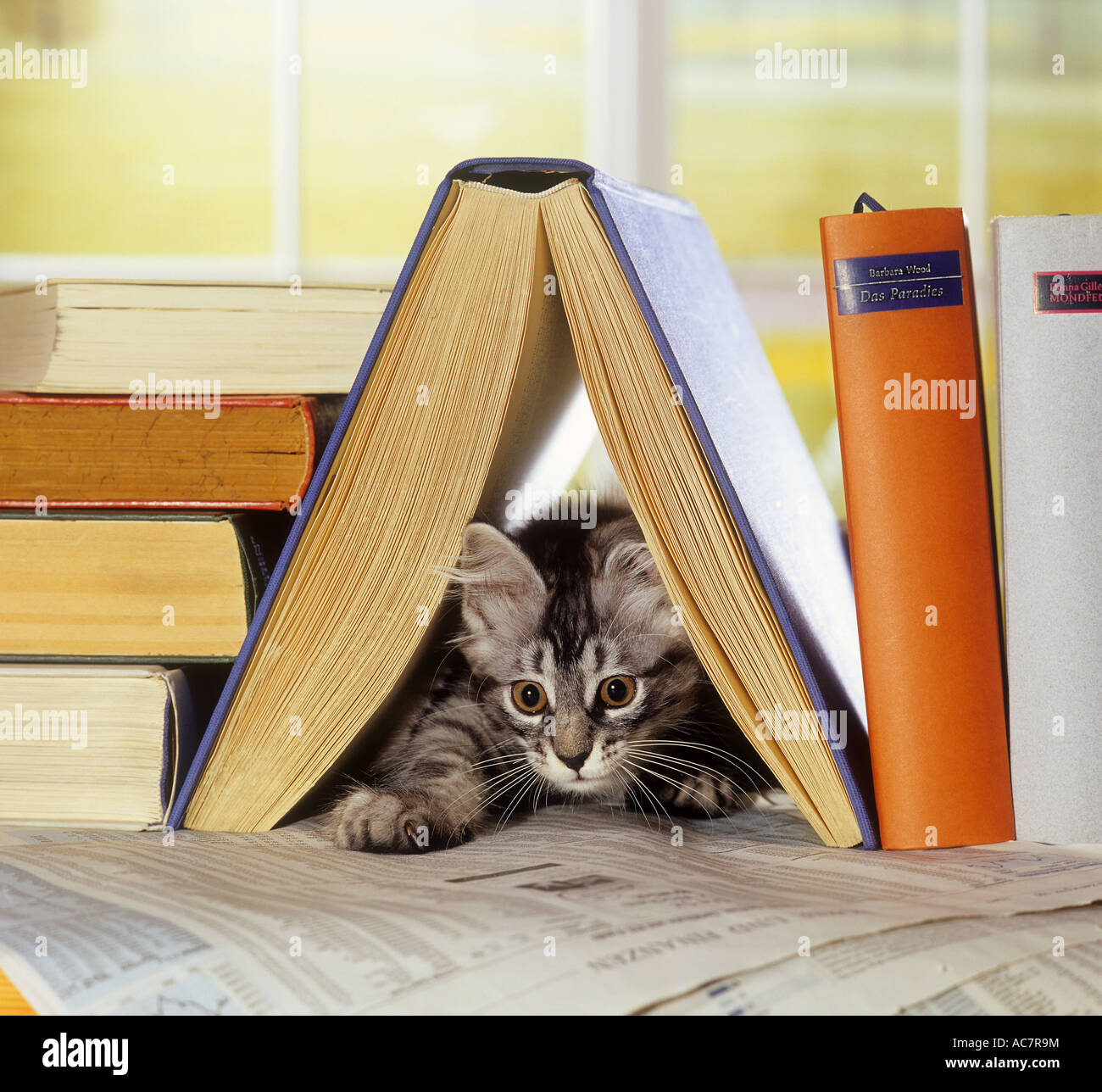 kitten - lying under book Stock Photo - Alamy