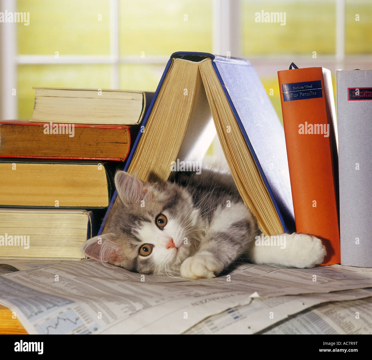 Domestic cat. Kitten lying under a book Stock Photo - Alamy