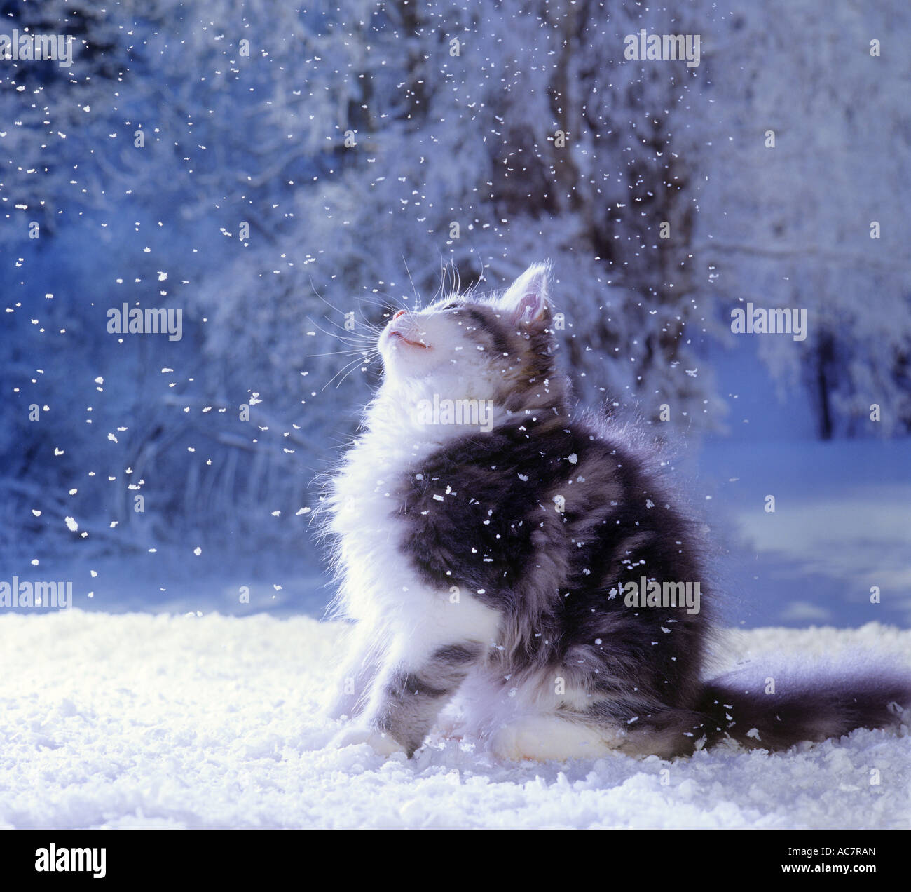 kitten - sitting in snow Stock Photo - Alamy
