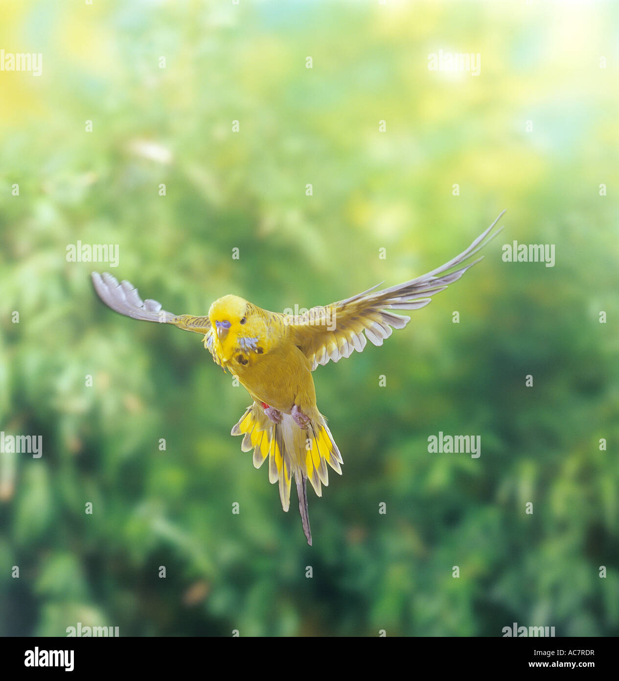Budgies in flight hi-res stock photography and images - Alamy