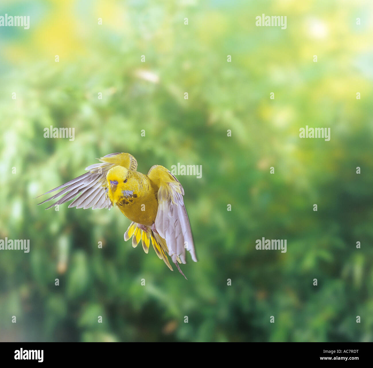 Budgerigar, Budgie (Melopsittacus undulatus), adult in flight Stock ...