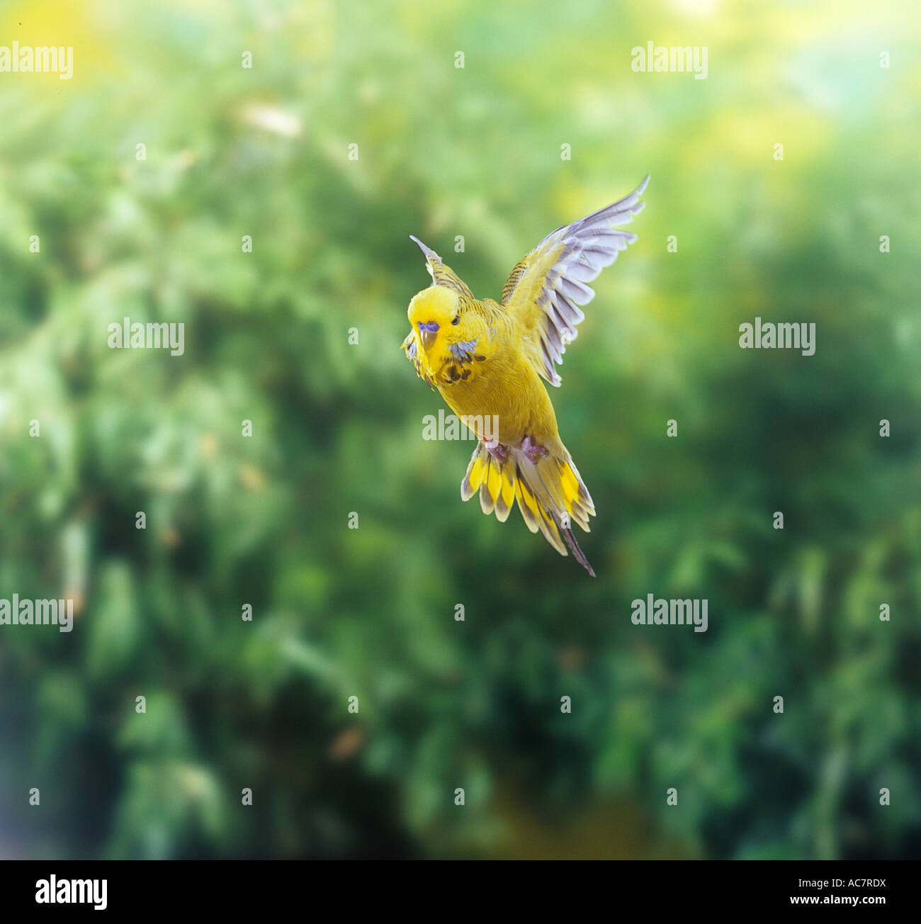 Yellow Budgie Flying High Resolution Stock Photography and Images - Alamy