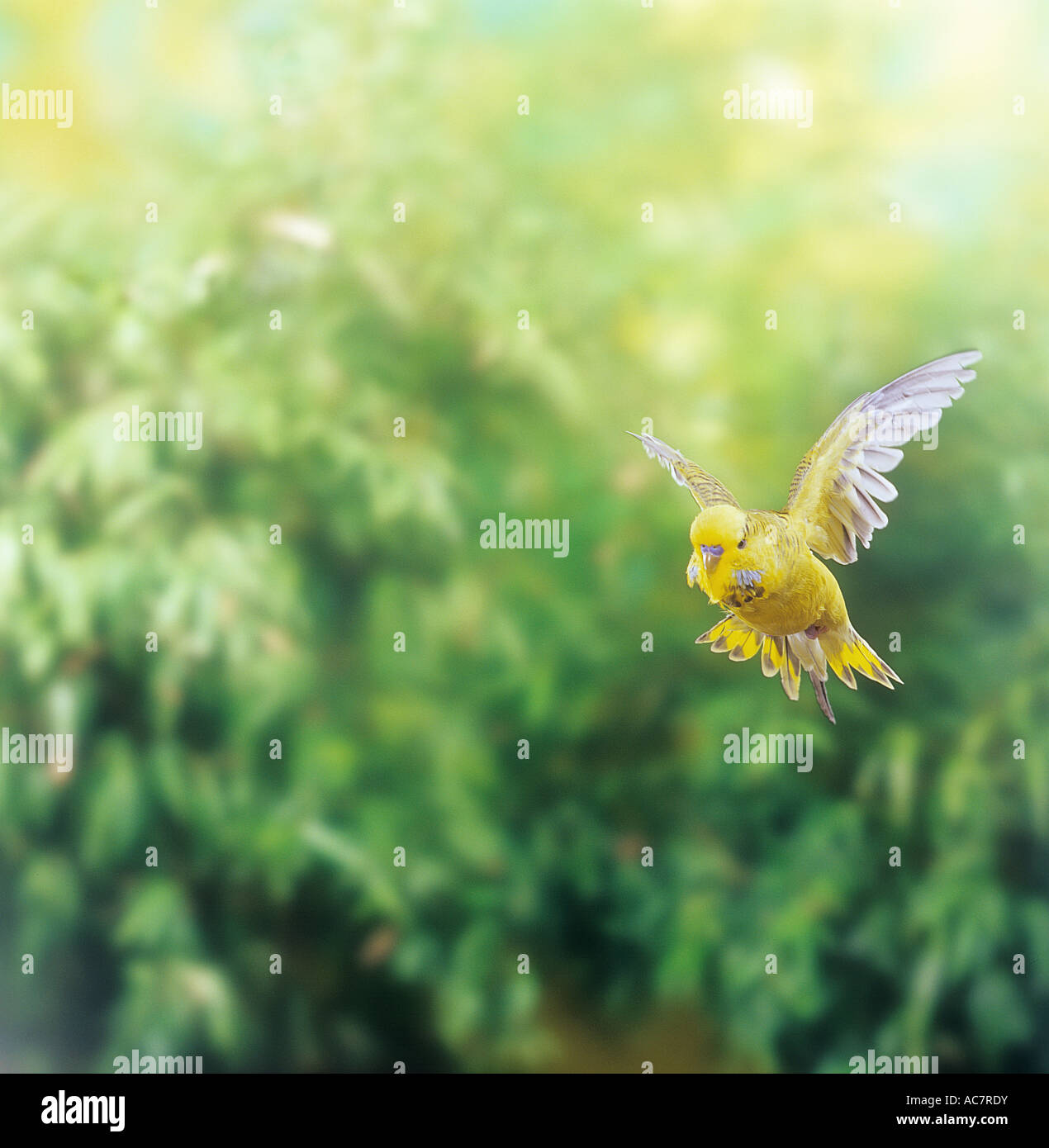 Yellow budgie in flight hi-res stock photography and images - Alamy