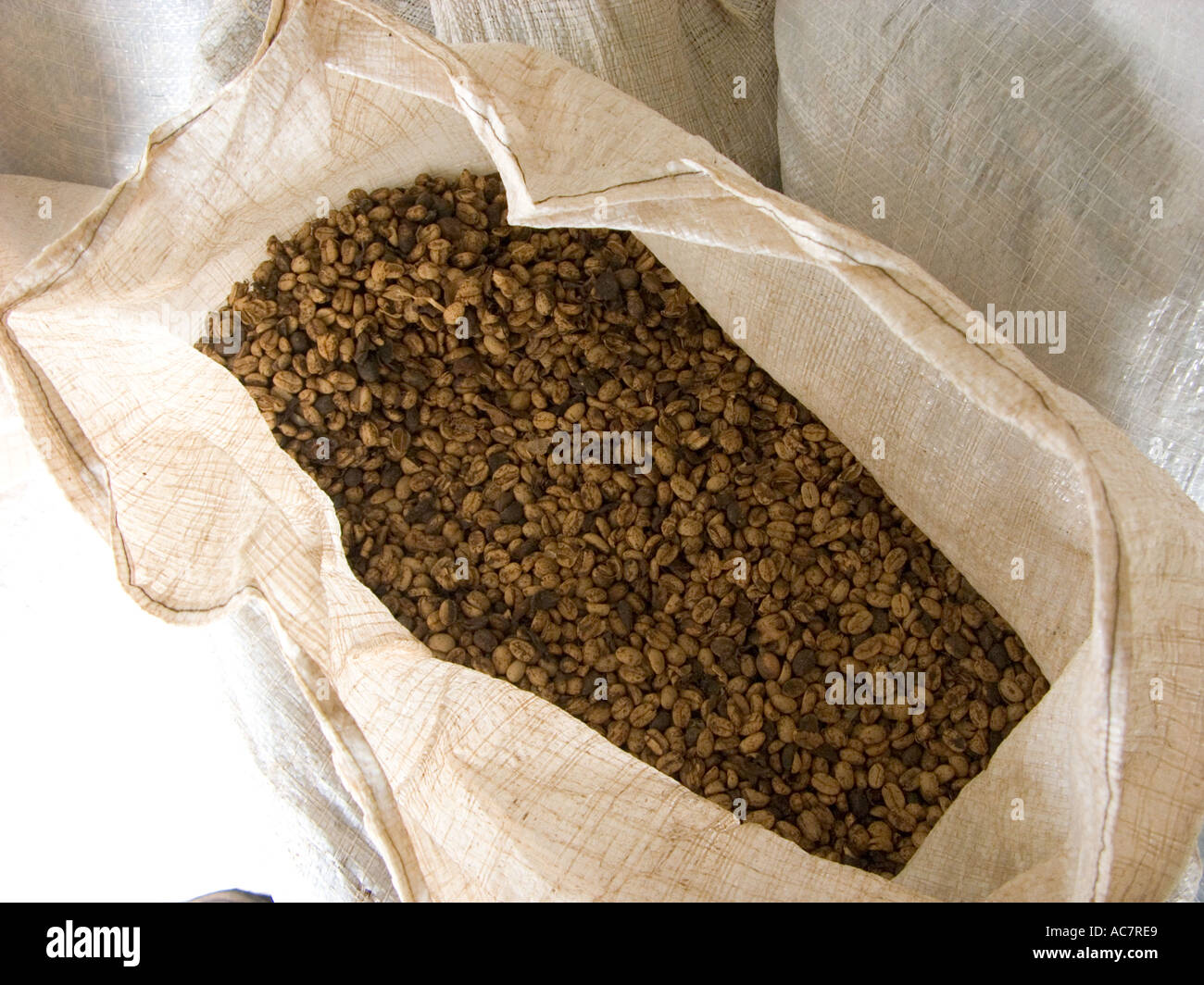dried and bagged coffee beans on coffee growers verandah Stock Photo ...