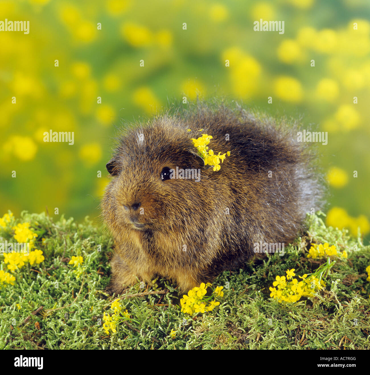 guinea pig (goldagouti) on moss Stock Photo - Alamy