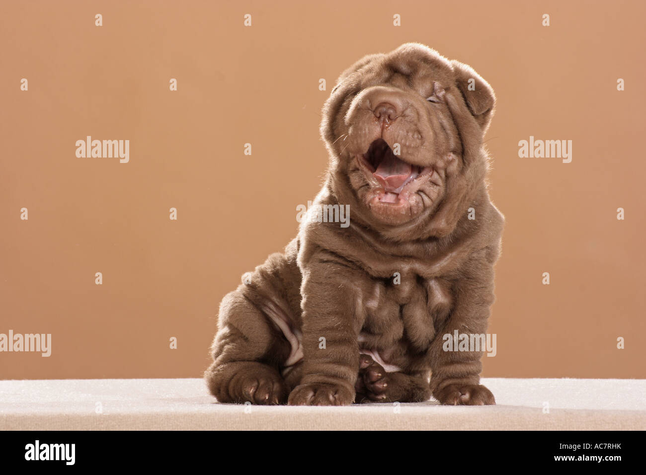 Shar Pei puppy Stock Photo - Alamy