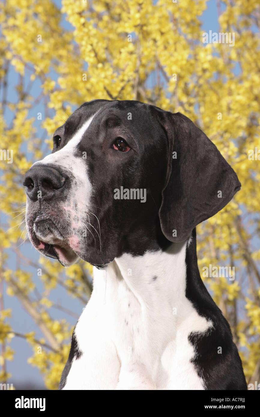 Great Dane - portrait Stock Photo - Alamy
