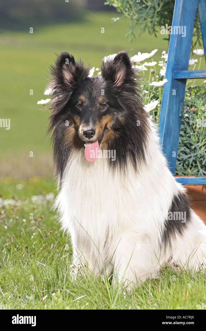 Sheltie - sitting on meadow Stock Photo - Alamy