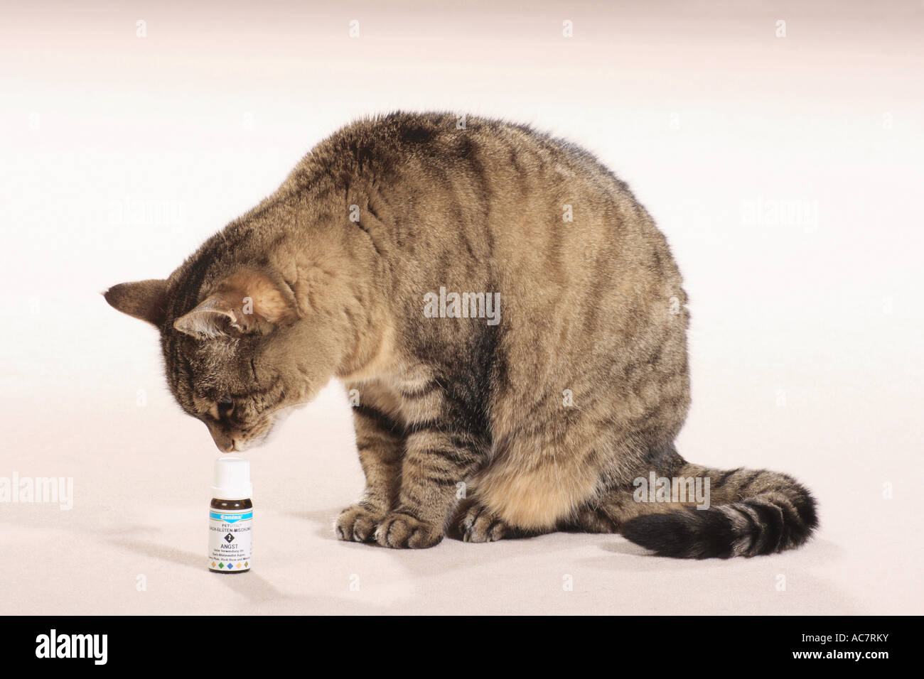Bach cats hi-res stock photography and images - Alamy