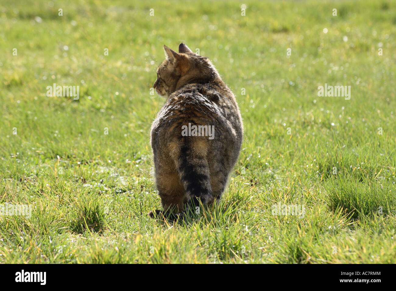 Cat standing from behind hi-res stock photography and images - Alamy