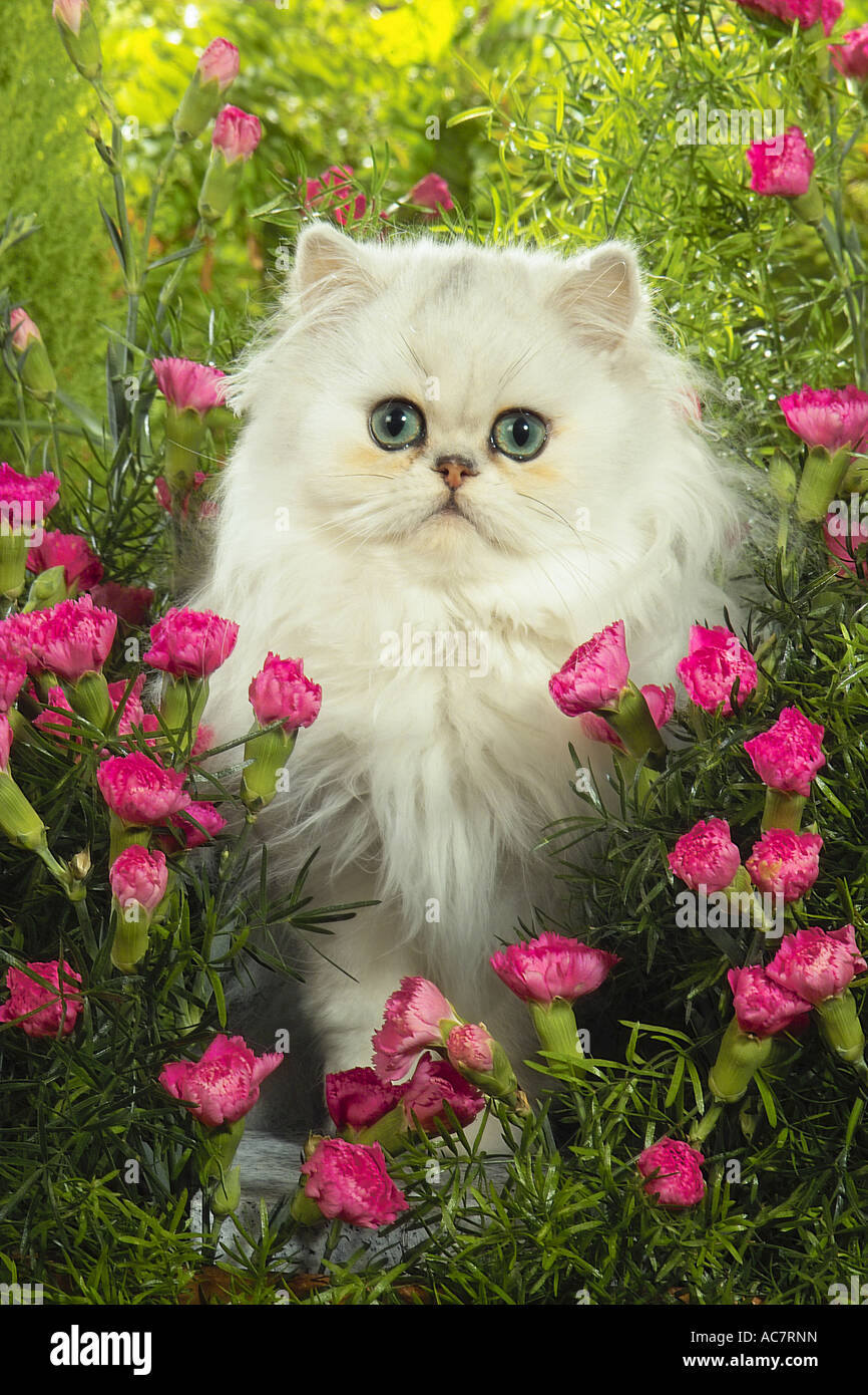 Persian cat. Kitten among carnation flowers Stock Photo - Alamy