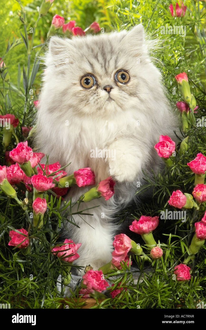 Persian cat. Kitten among carnation flowers Stock Photo - Alamy