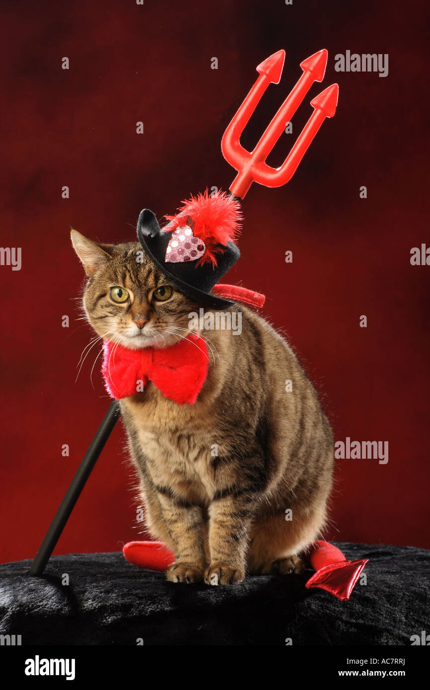 domestic cat dressed as devil Stock Photo - Alamy