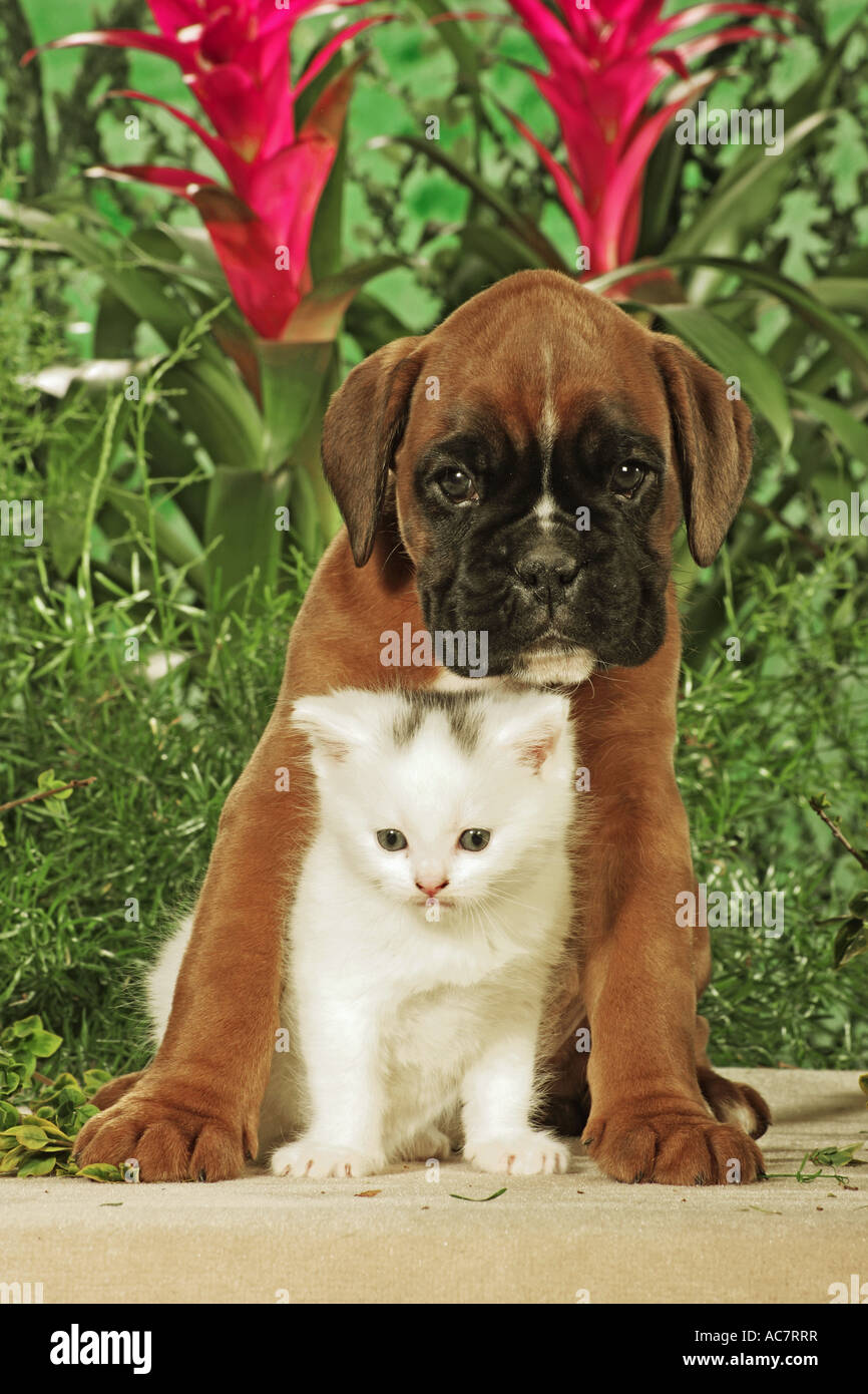 animal friendship : Boxer puppy and kitten Stock Photo - Alamy