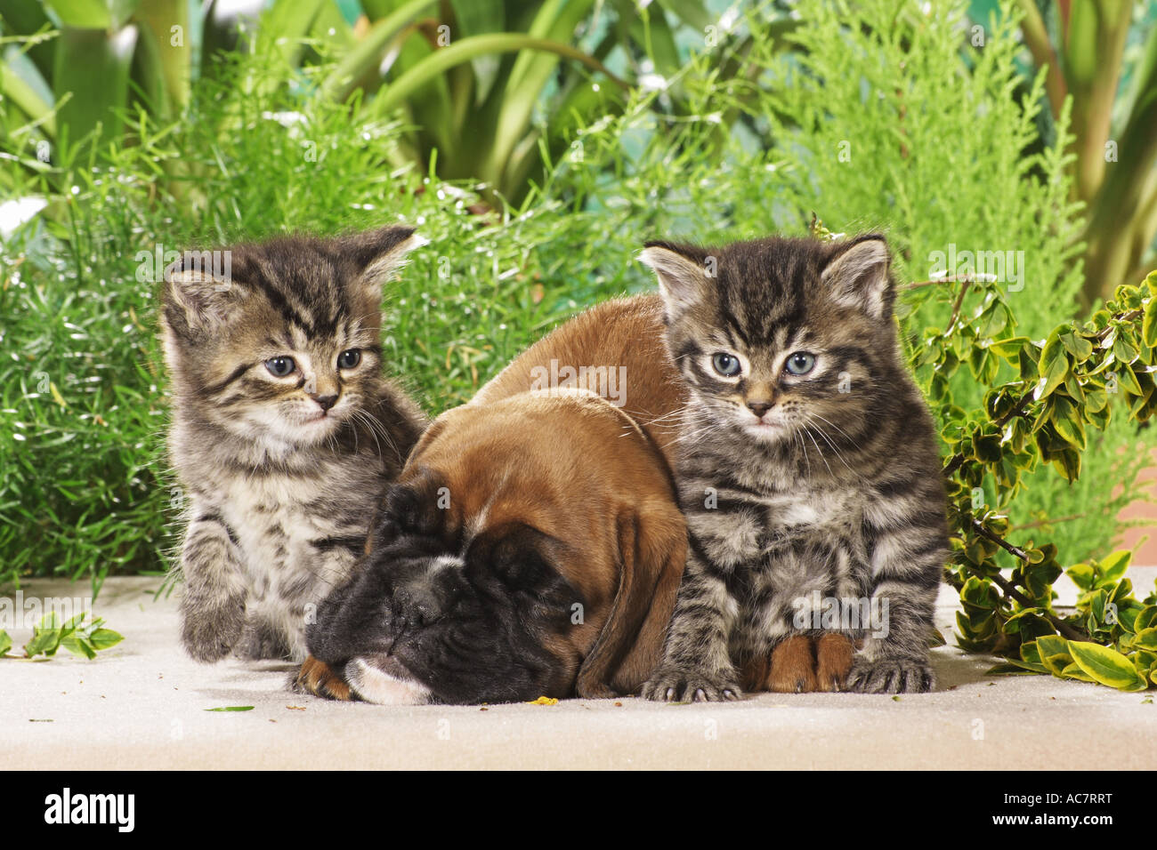 animal friendship : two kittens and Boxer puppy Stock Photo - Alamy
