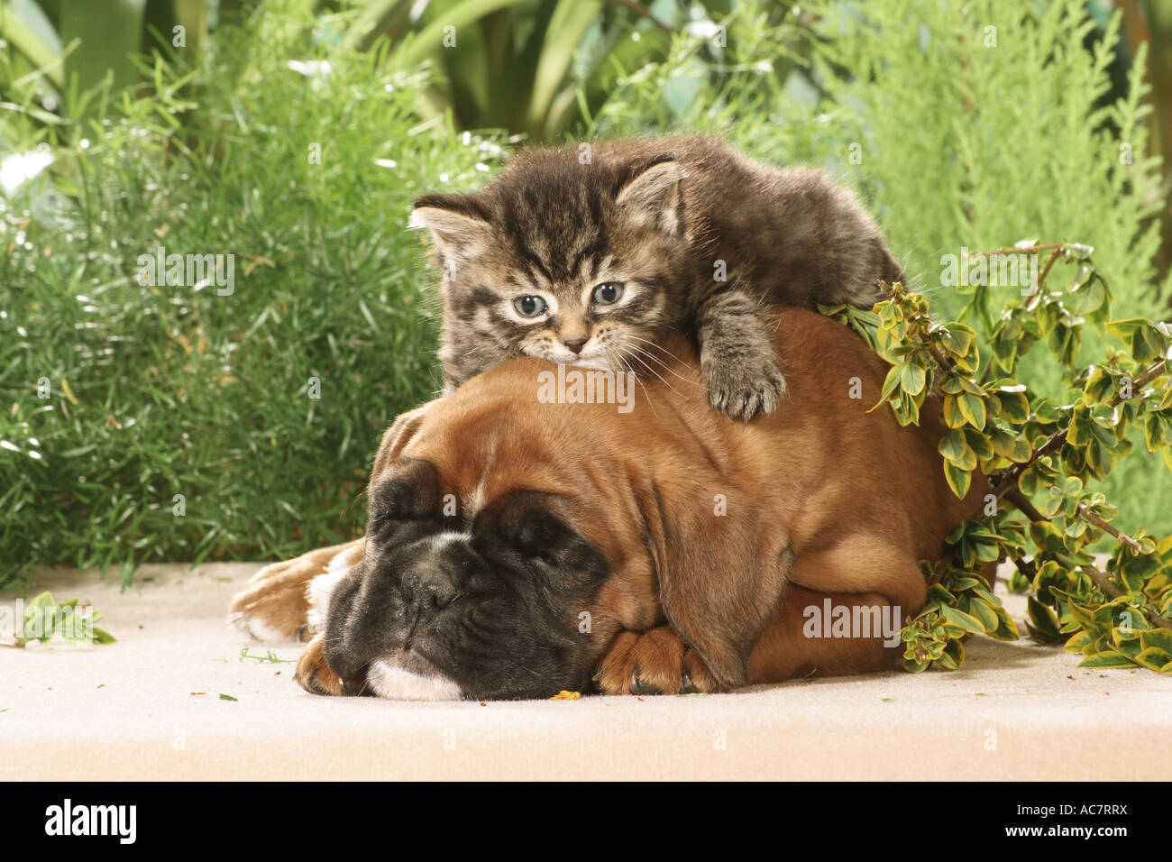 Friendship dog and cat. Kitten and Boxer puppy lying in a garden Stock ...
