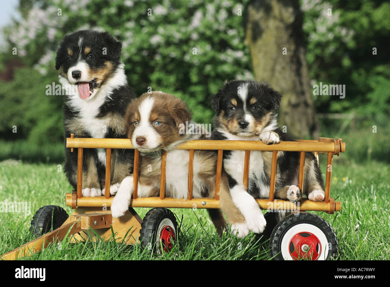 Shepherds cart hi-res stock photography and images - Alamy
