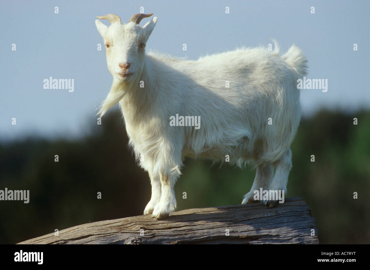 young white dwarf goat Stock Photo - Alamy