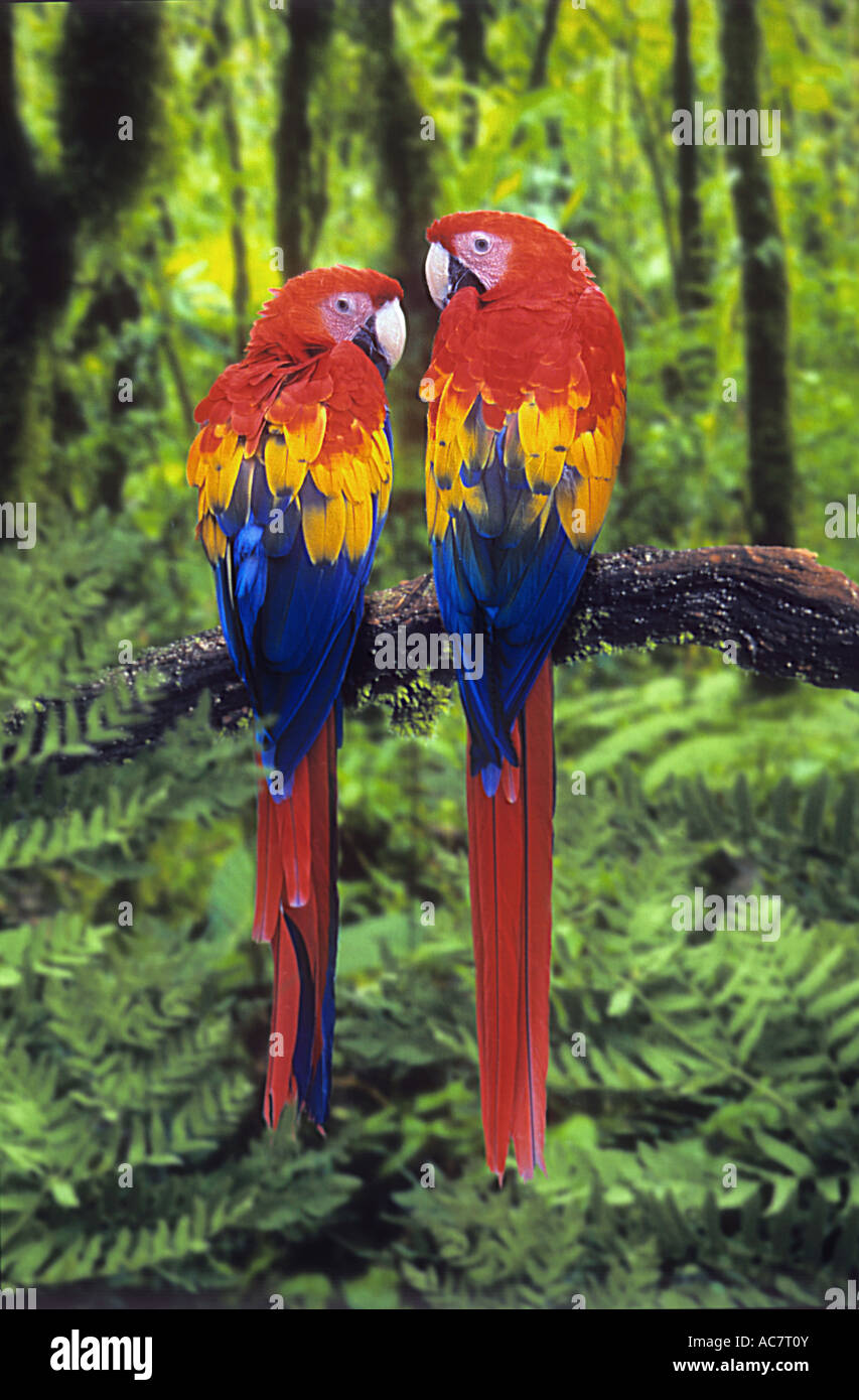 Two Scarlet Macaws High Resolution Stock Photography and Images - Alamy