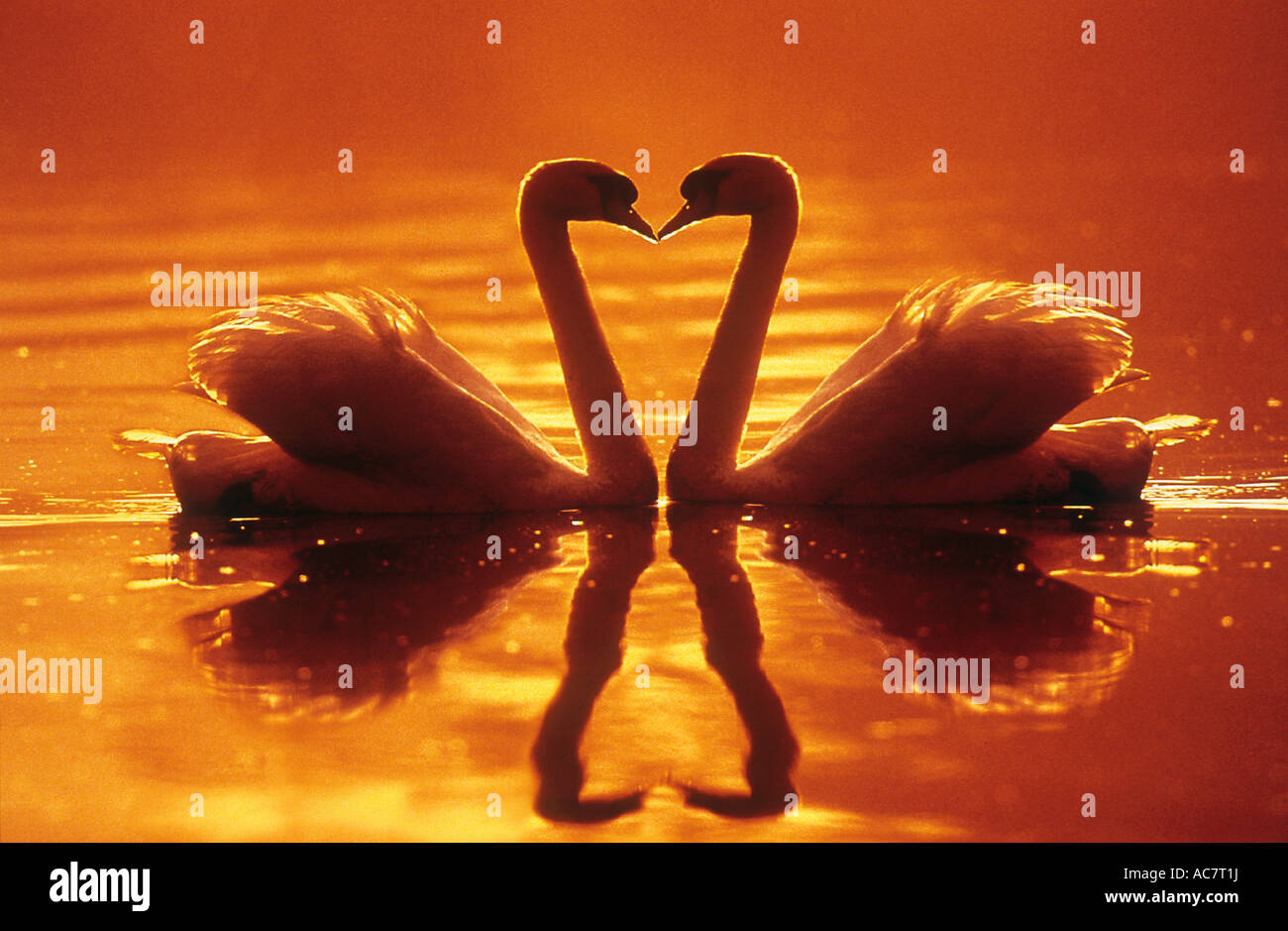 two swans - heart Stock Photo - Alamy
