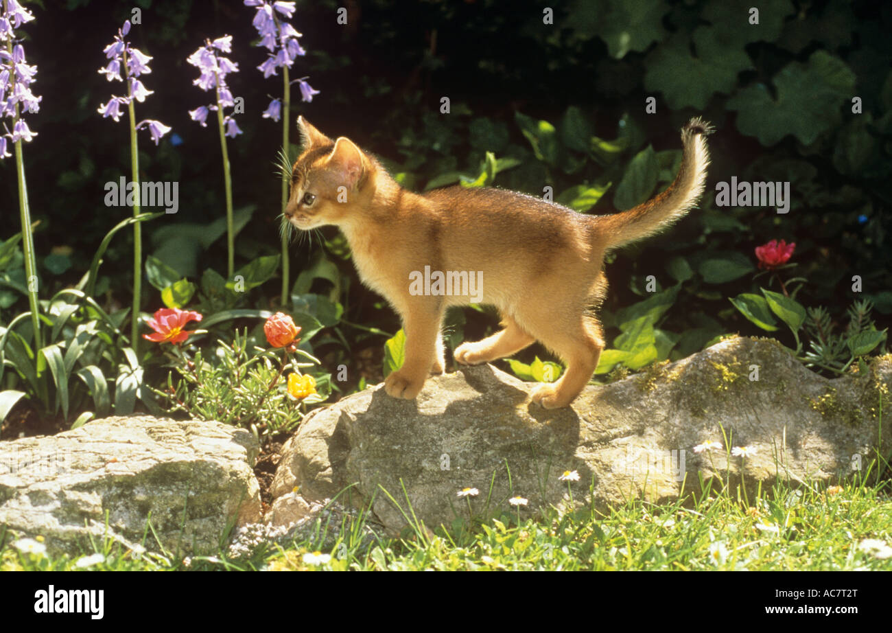 young Abyssinian Cat in garden Stock Photo - Alamy