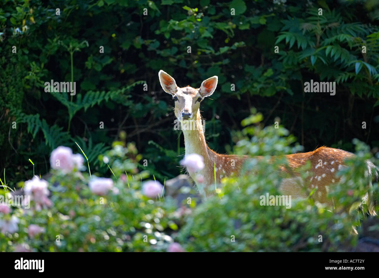 Fallow Deer, (Dama dama), in the Welsh Countryside, Wales, UK Stock ...