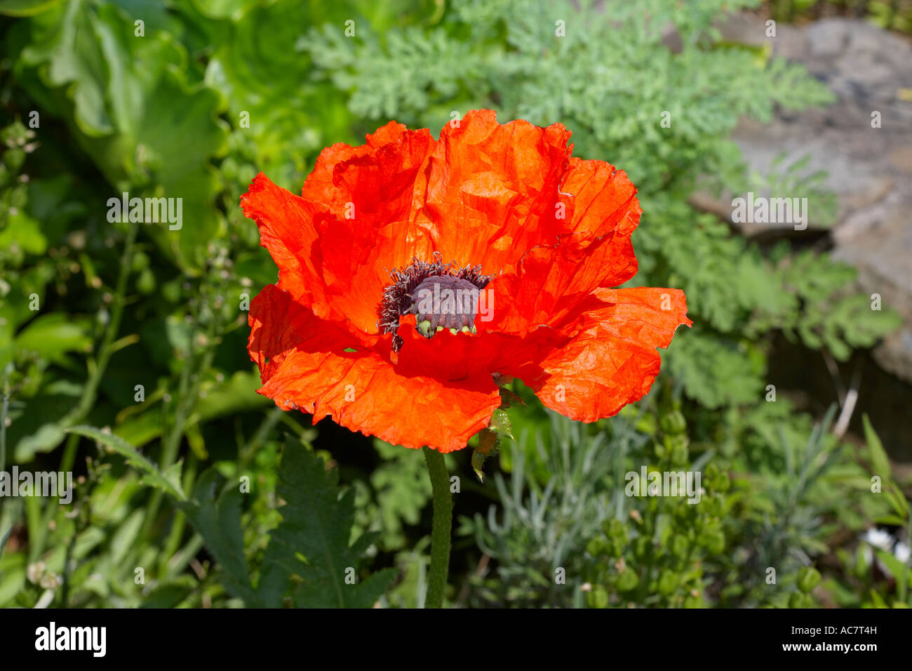 Poppy growing in an English Garden Stock Photo - Alamy