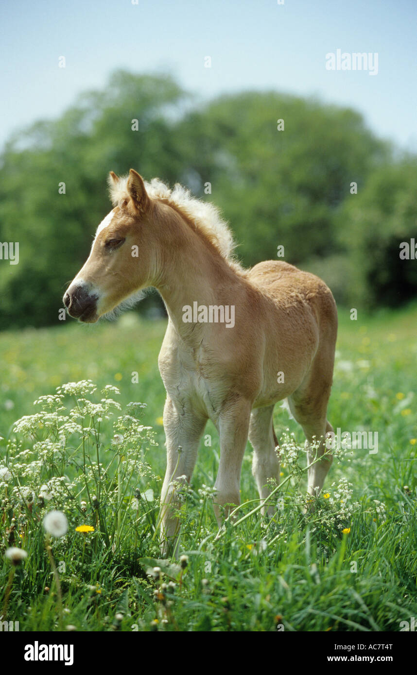 Haflinger - foal standing on meadow Stock Photo - Alamy