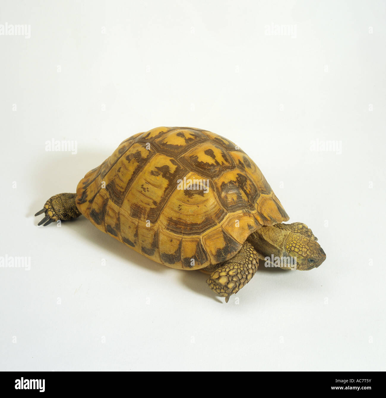 Hermann's tortoise - cut-out / Testudo hermanni Stock Photo - Alamy
