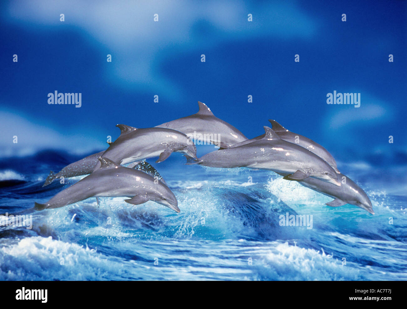 bottle-nosed dolphins - jumping / Tursiops truncatus Stock Photo - Alamy