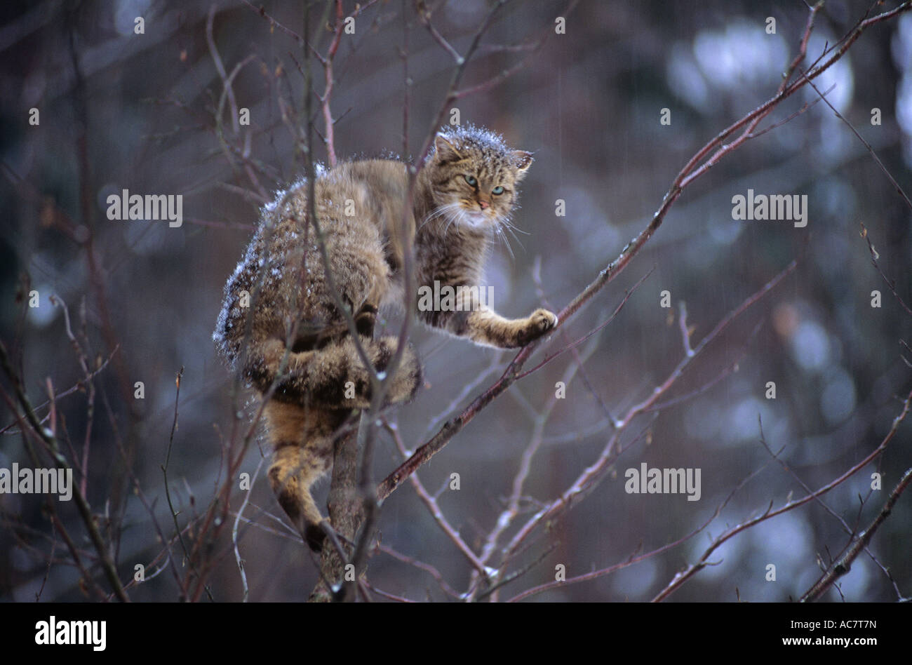 wild cat on tree / Felis silvestris Stock Photo - Alamy