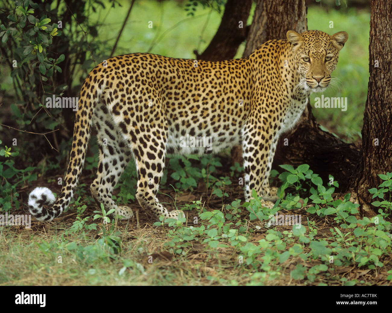 leopard standing lateral / Panthera pardus Stock Photo - Alamy