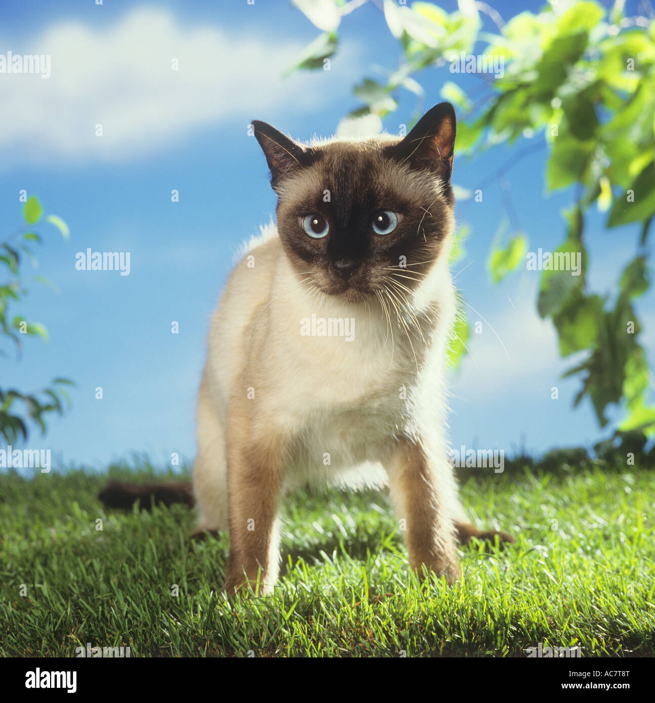 Siamese cat - standing on meadow Stock Photo - Alamy