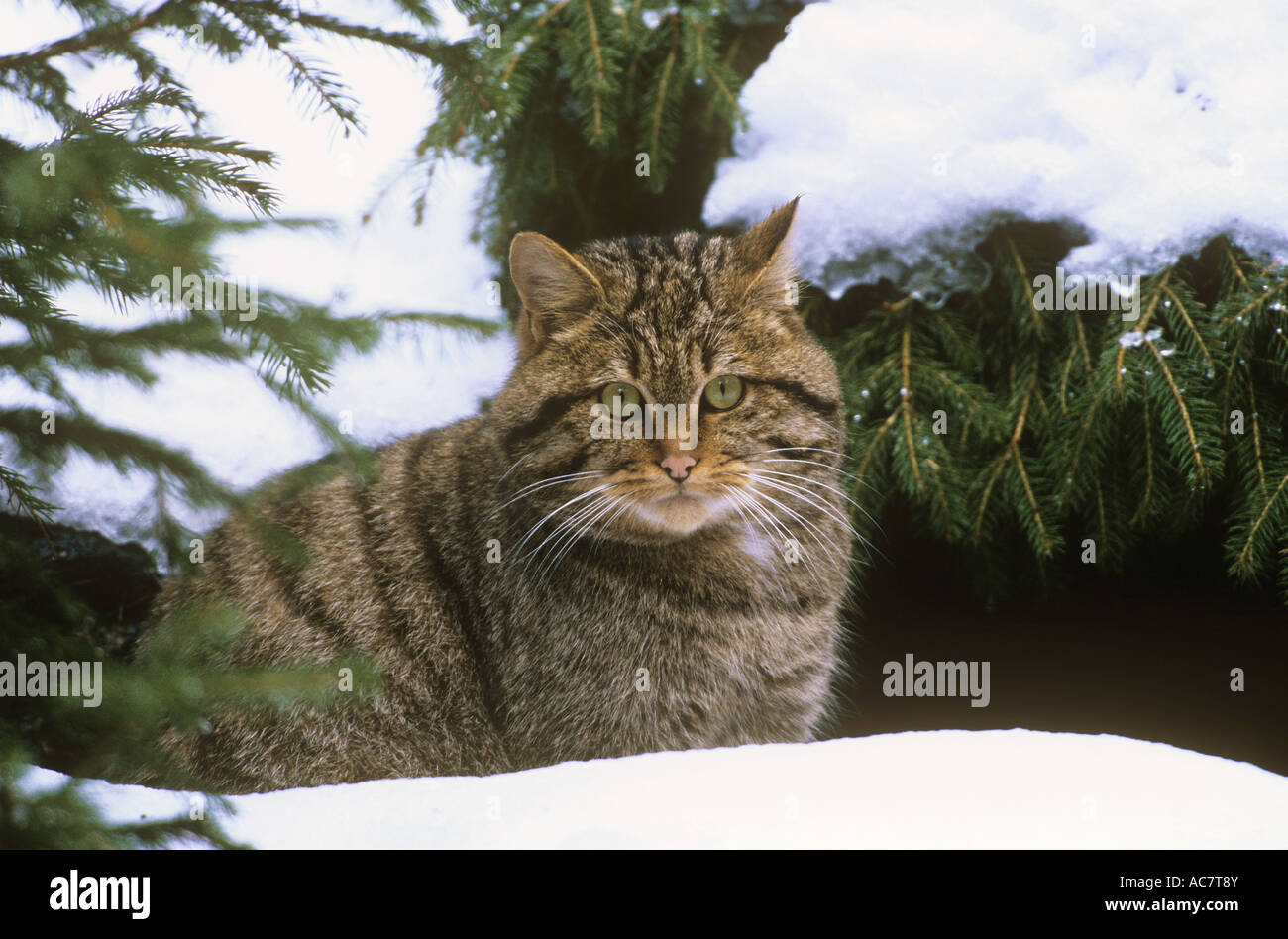 european wildcat in the snow/ Felis silvestris silvestris Stock Photo ...