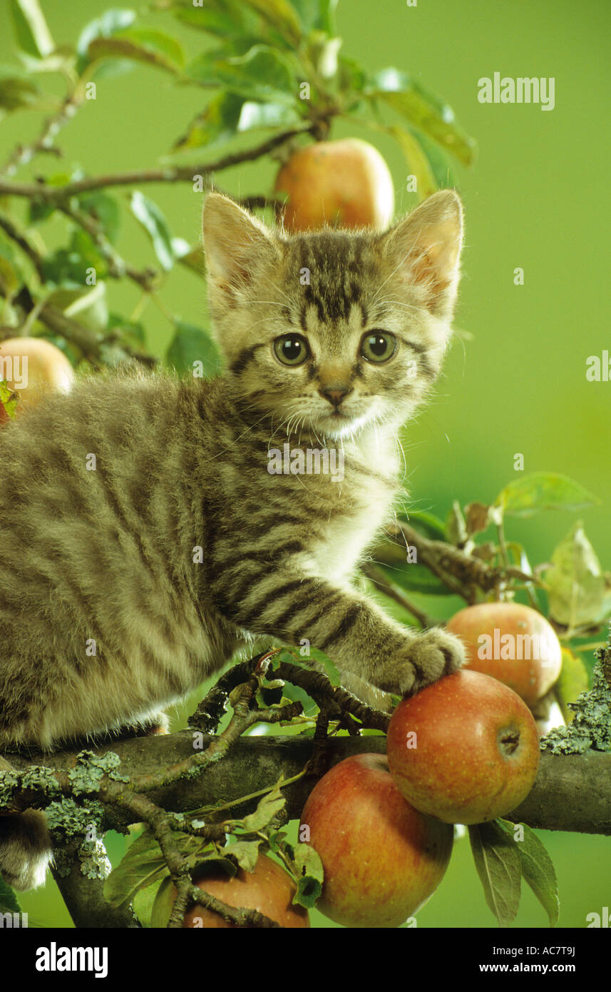 Cat in apple tree hi-res stock photography and images - Alamy