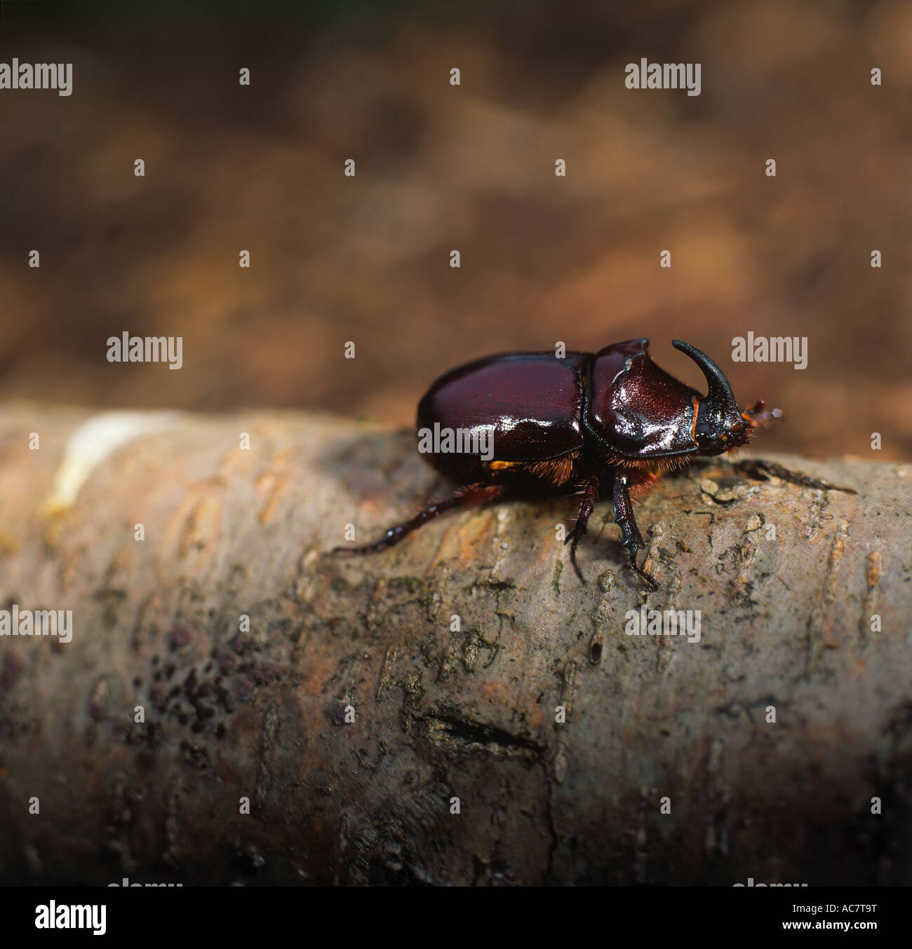 European Rhinoceros Beetle on branch / Oryctes nasicornis Stock Photo ...