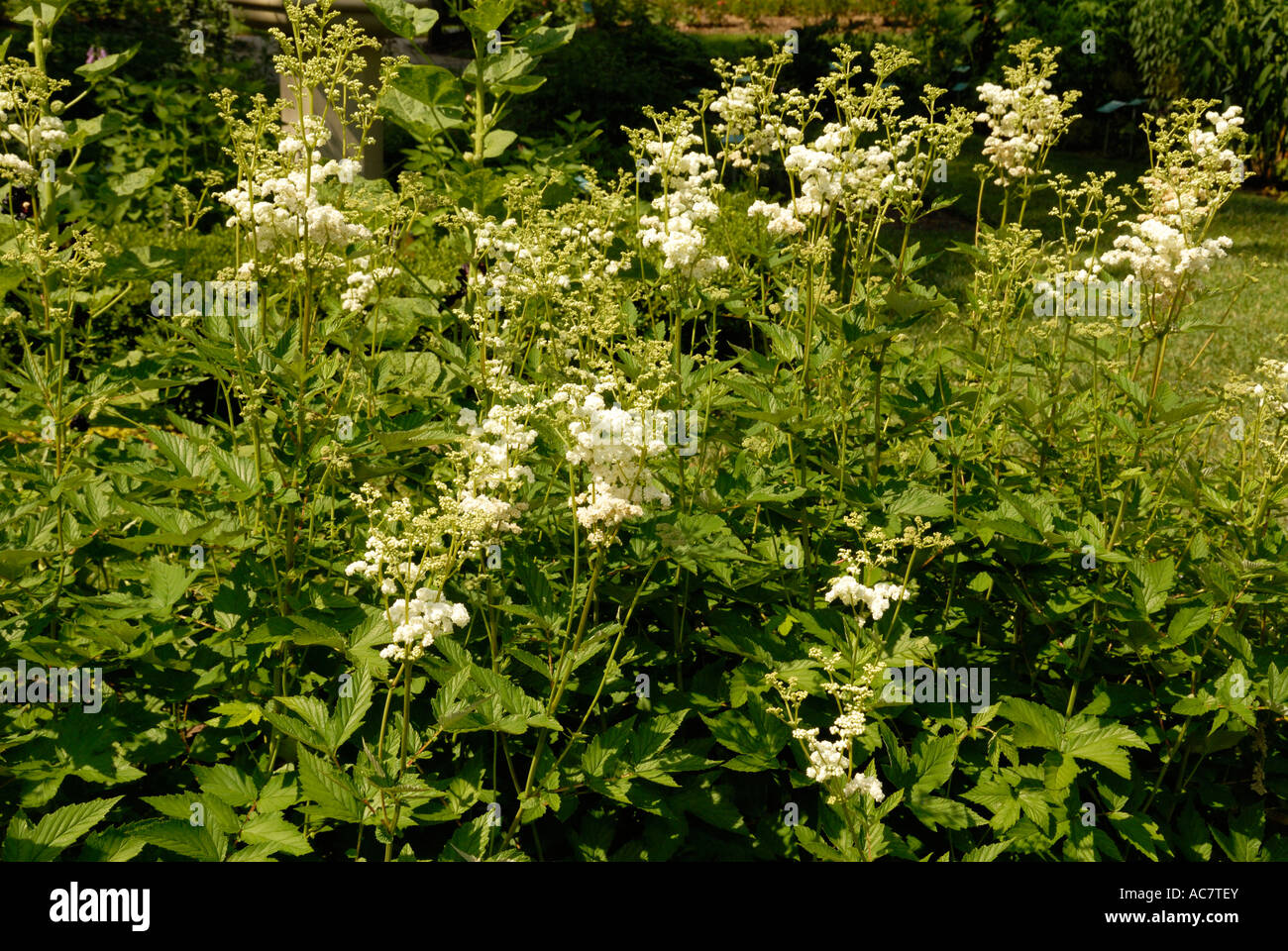 Queen of the Meadow Herb Stock Photo - Alamy