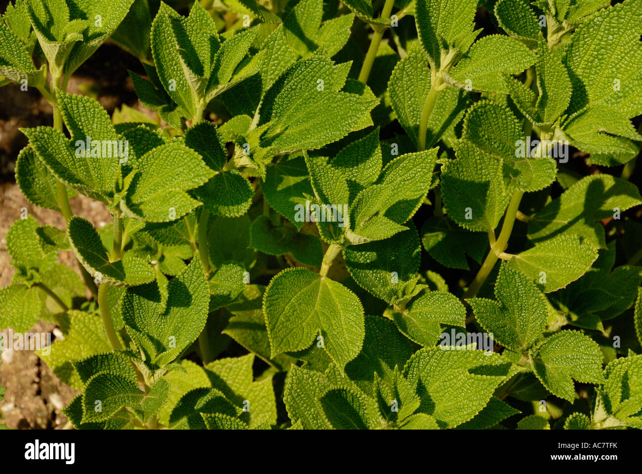 Green ramie hi-res stock photography and images - Alamy