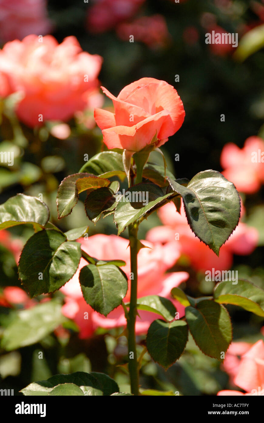 Touch of class flower hi-res stock photography and images - Alamy