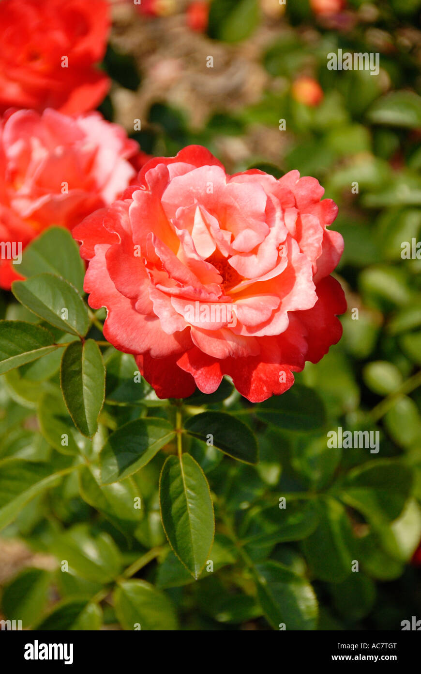 Rose rosa voodoo hi-res stock photography and images - Alamy