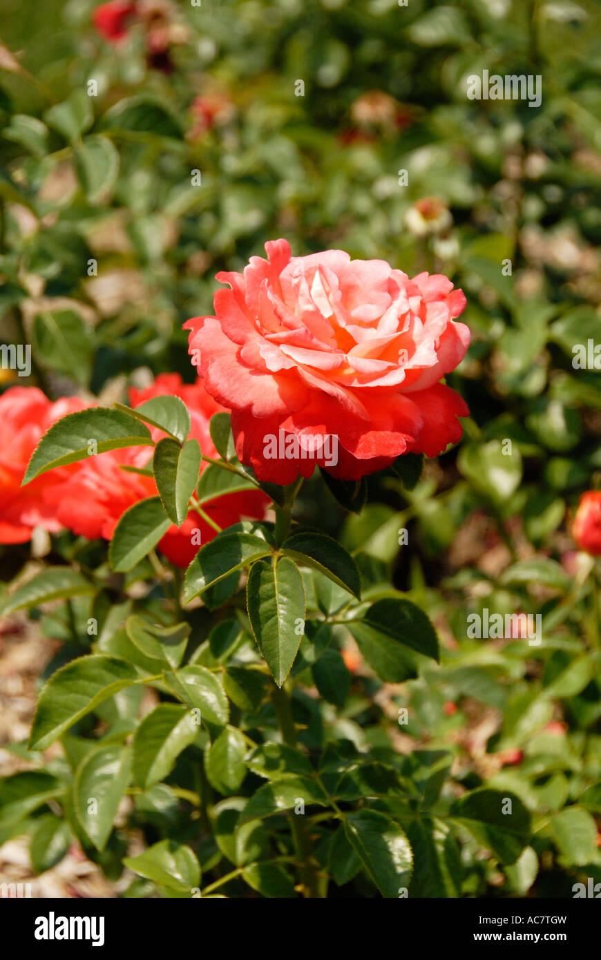Rosa voodoo hi-res stock photography and images - Alamy