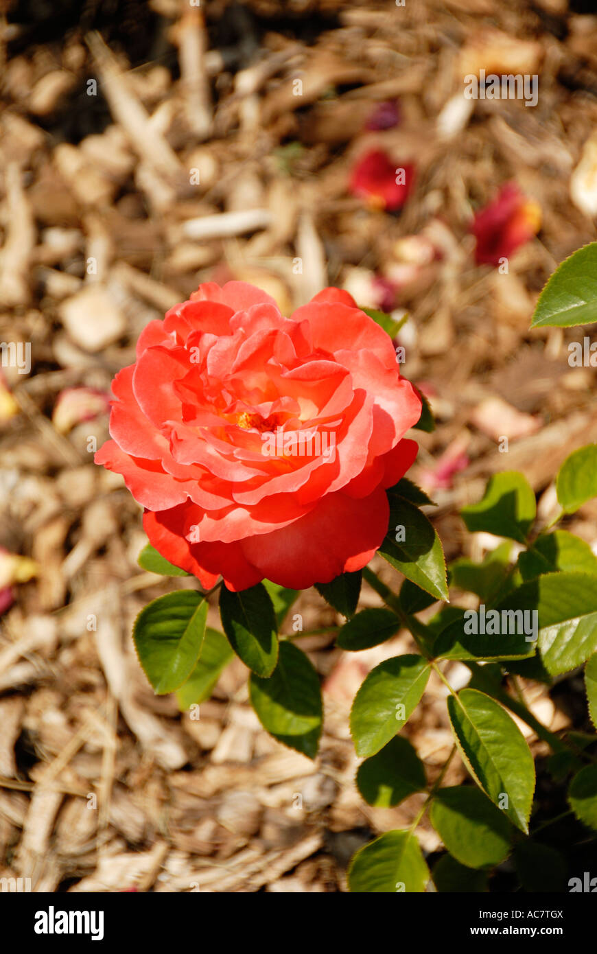 Rose rosa voodoo hi-res stock photography and images - Alamy