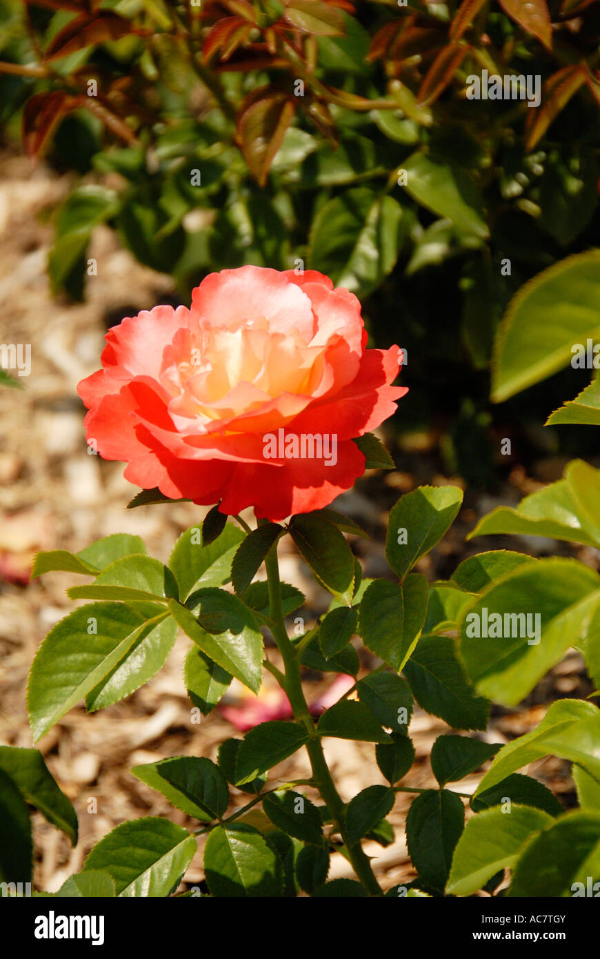 Rosa voodoo hi-res stock photography and images - Alamy