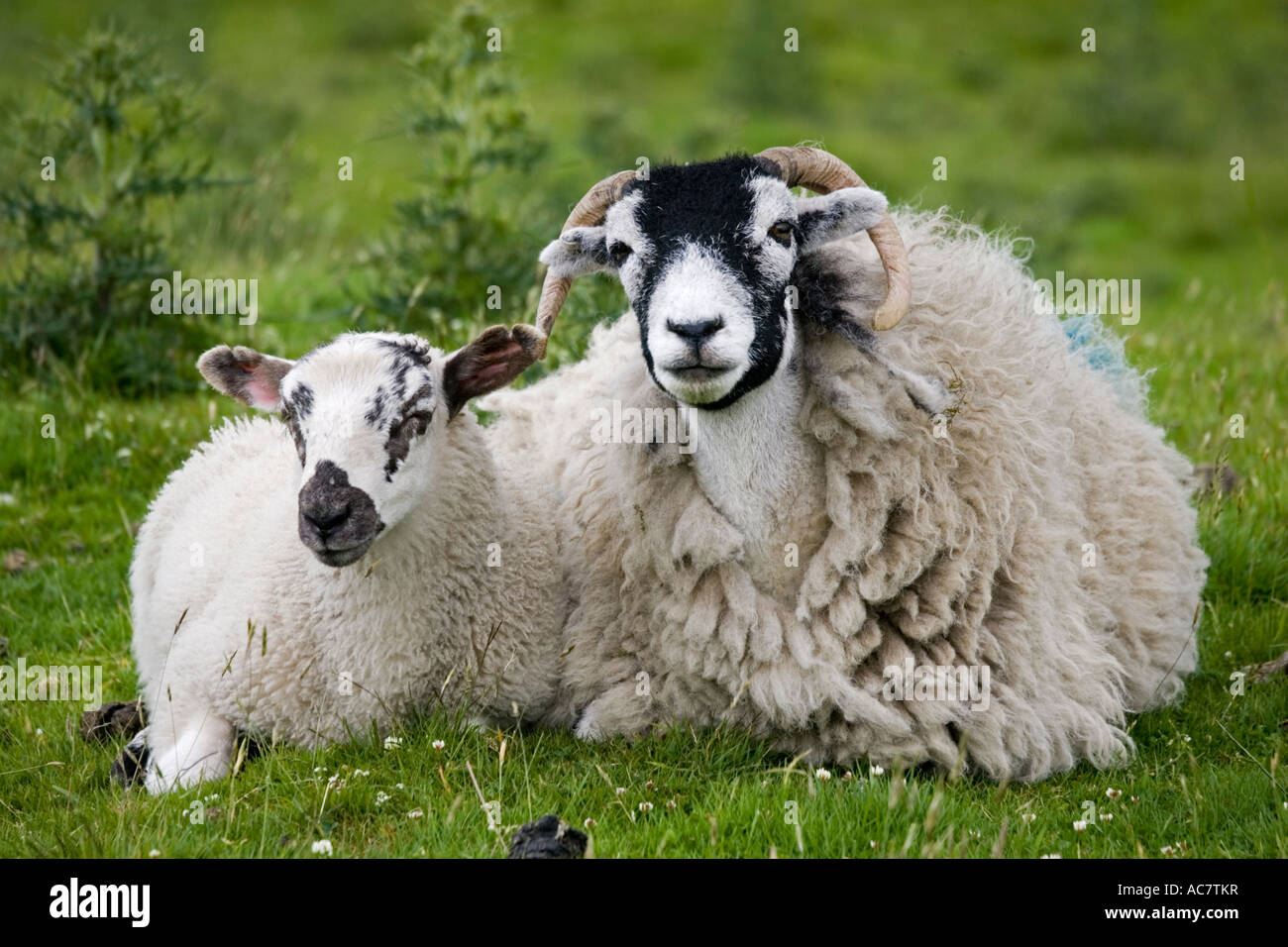 Scottish black faced sheep ewe hi-res stock photography and images - Alamy