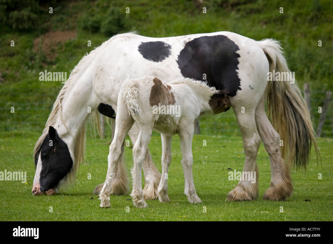 Piebald Horse